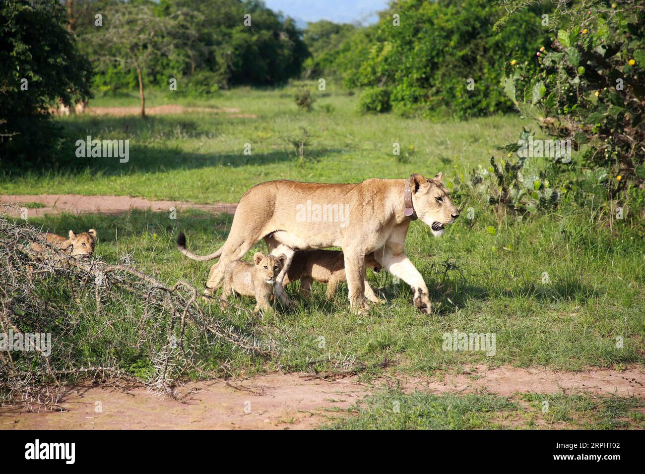 Akagera national park lion hi-res stock photography and images - Alamy
