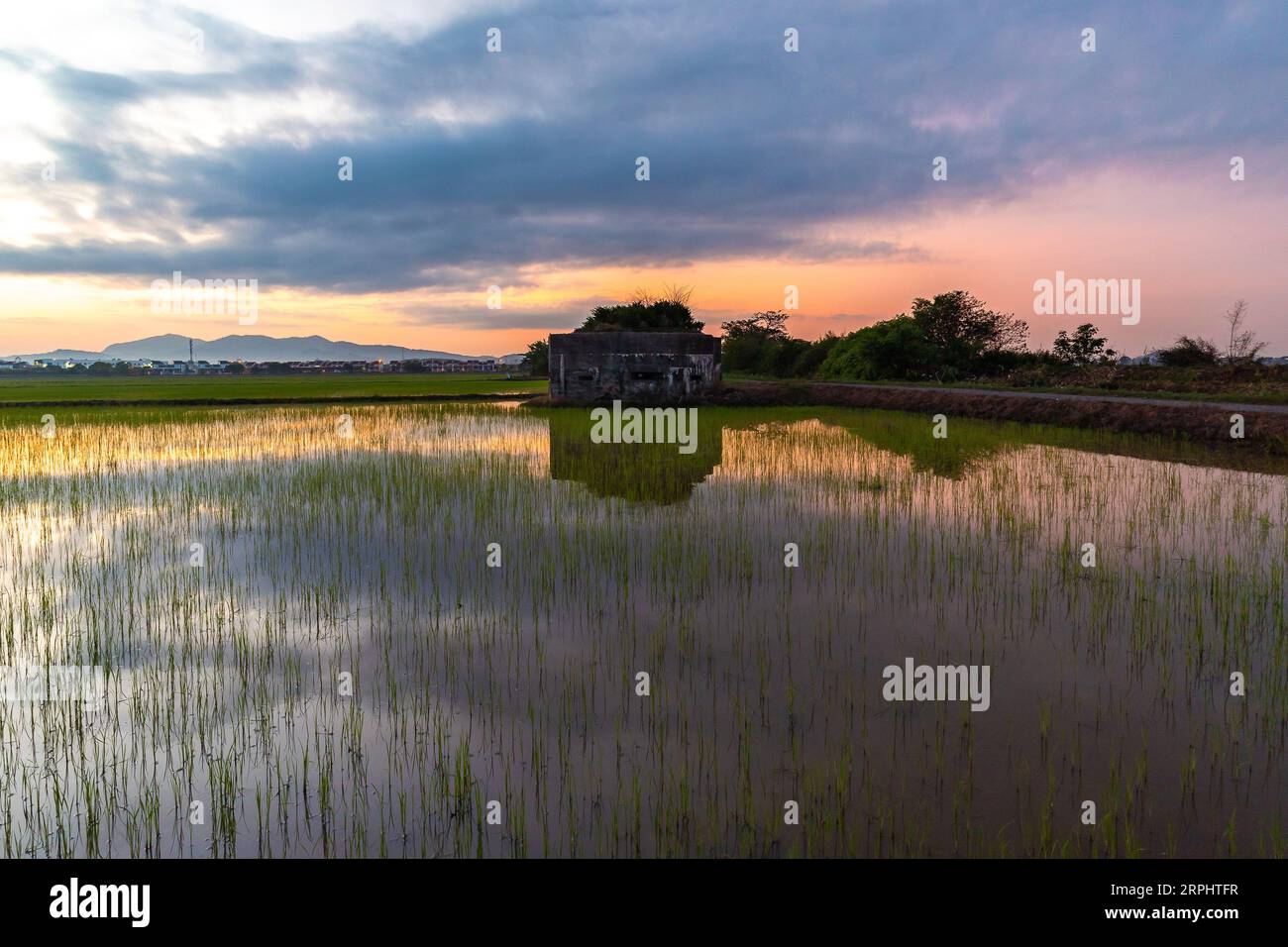 Paddy field during sunrise at Kedah state of Malaysia Stock Photo - Alamy