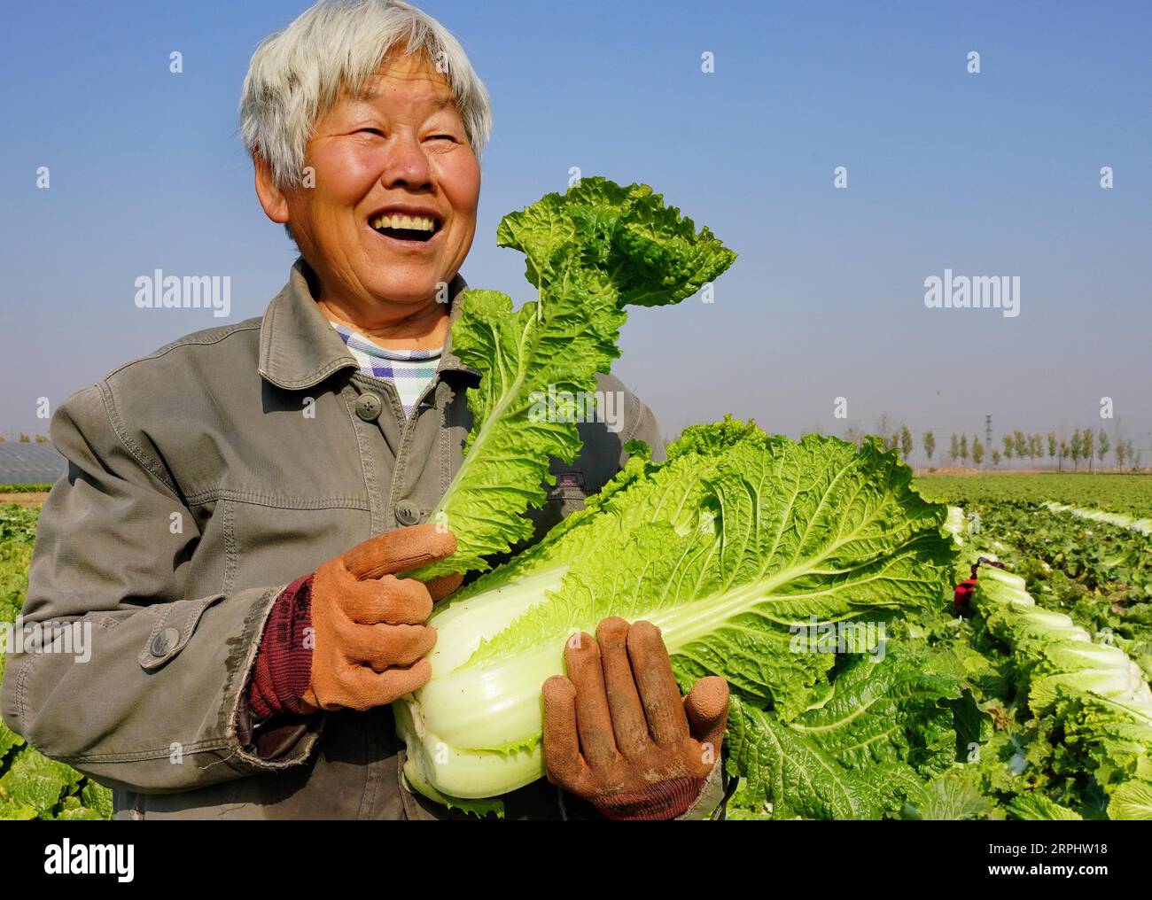 Cabbage chinese structure cabbage hi-res stock photography and images - Alamy