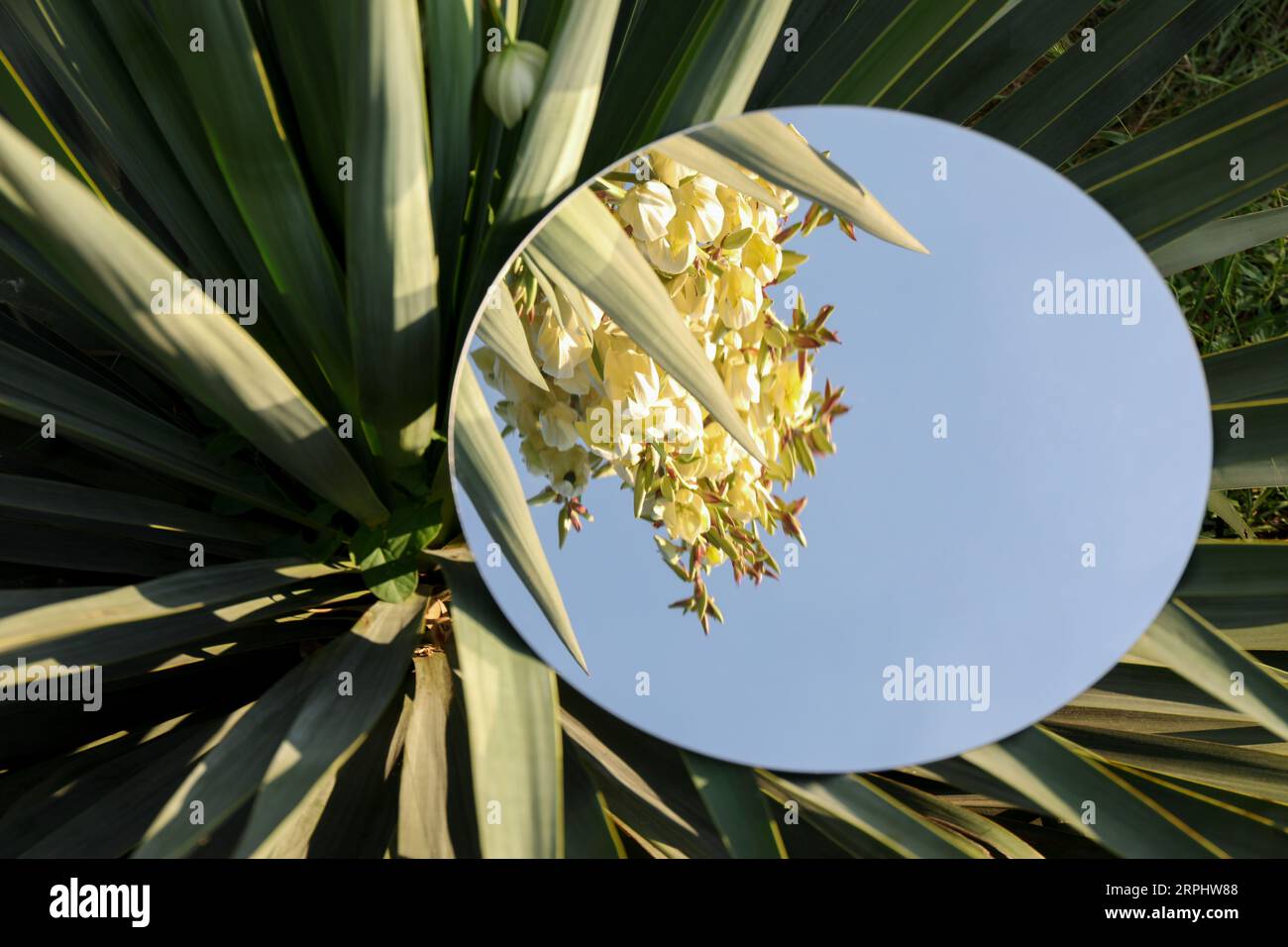 Round mirror on beautiful plant reflecting flowers and sky Stock Photo ...