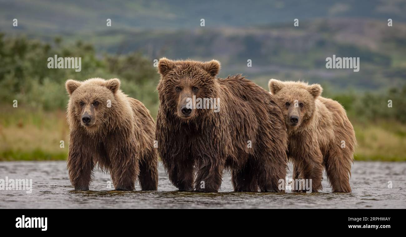 Bear river fly fishing hi-res stock photography and images - Alamy