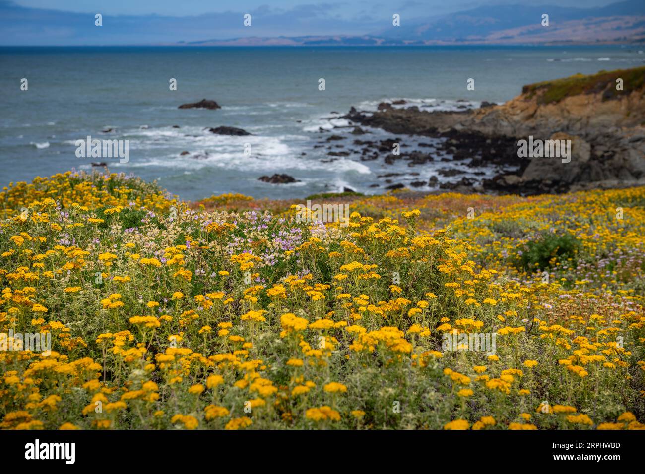 The Coastal views of Fiscalini Ranch Preserve in Cambria Stock Photo ...