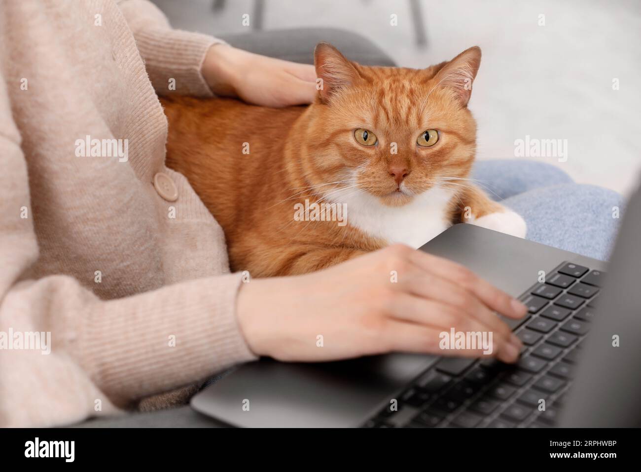 Woman lady ginger cat hi-res stock photography and images - Alamy