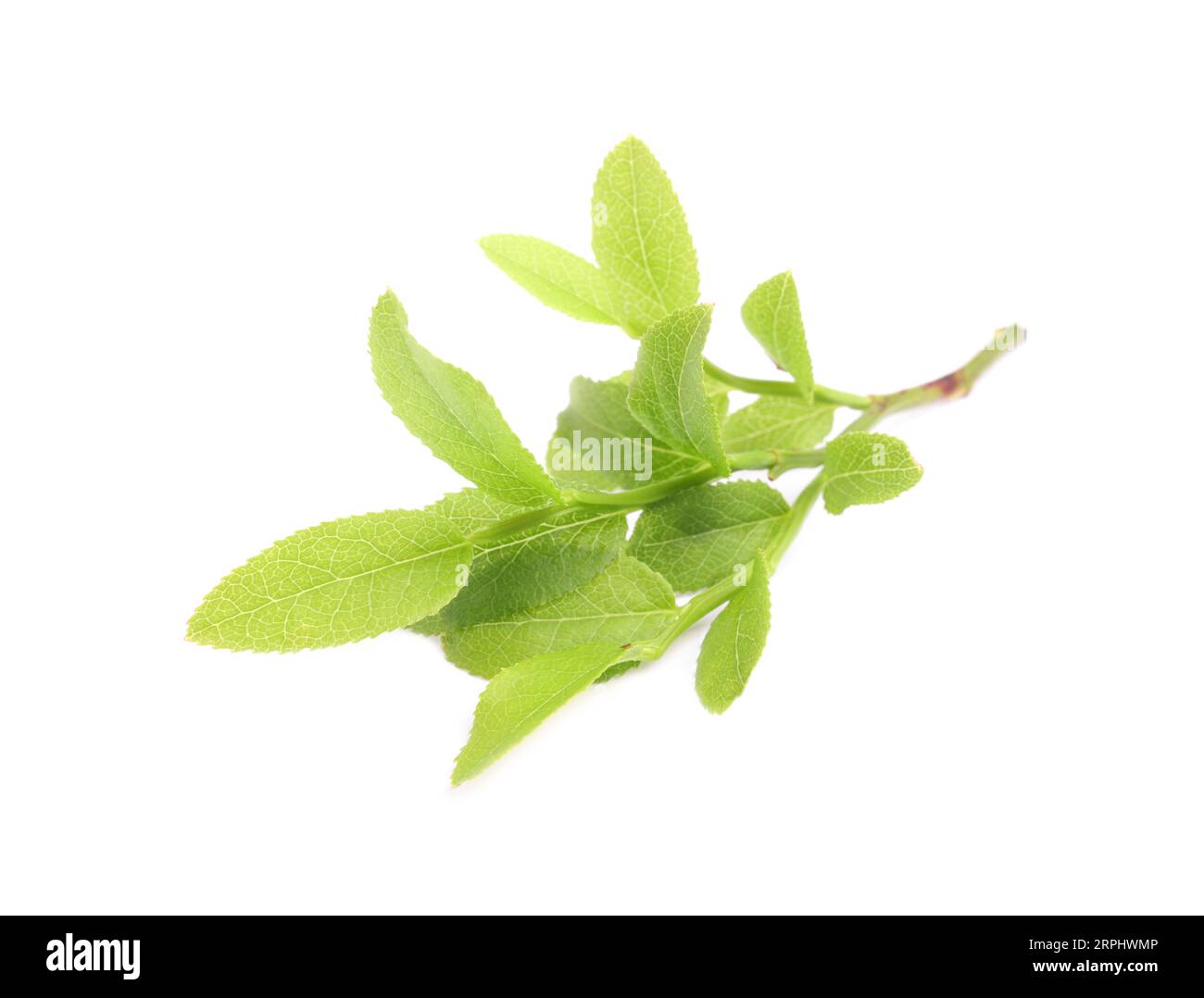 Bilberry branch with fresh green leaves isolated on white Stock Photo ...