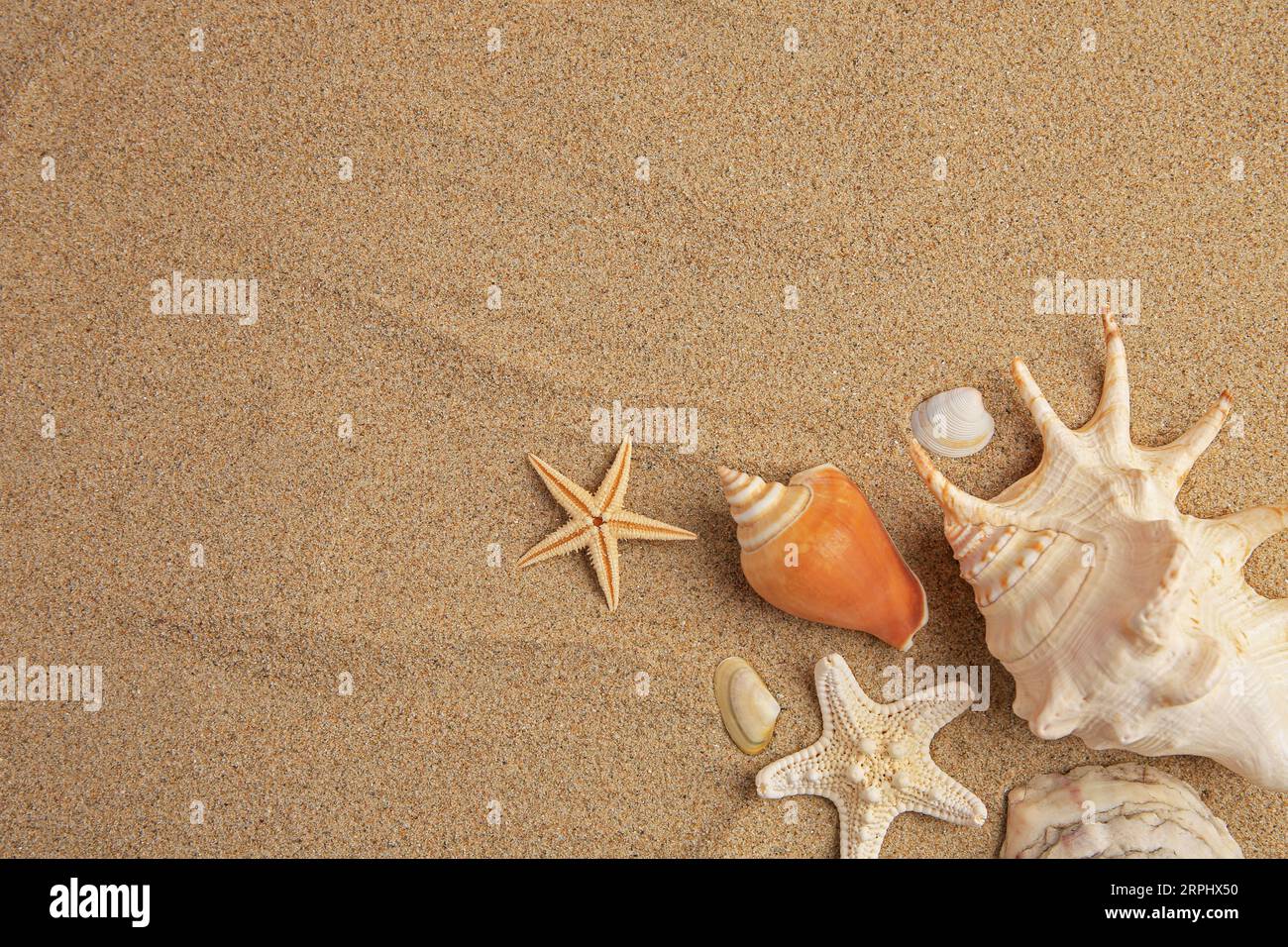 Beautiful sea stars and shells on sand, flat lay. Space for text Stock ...