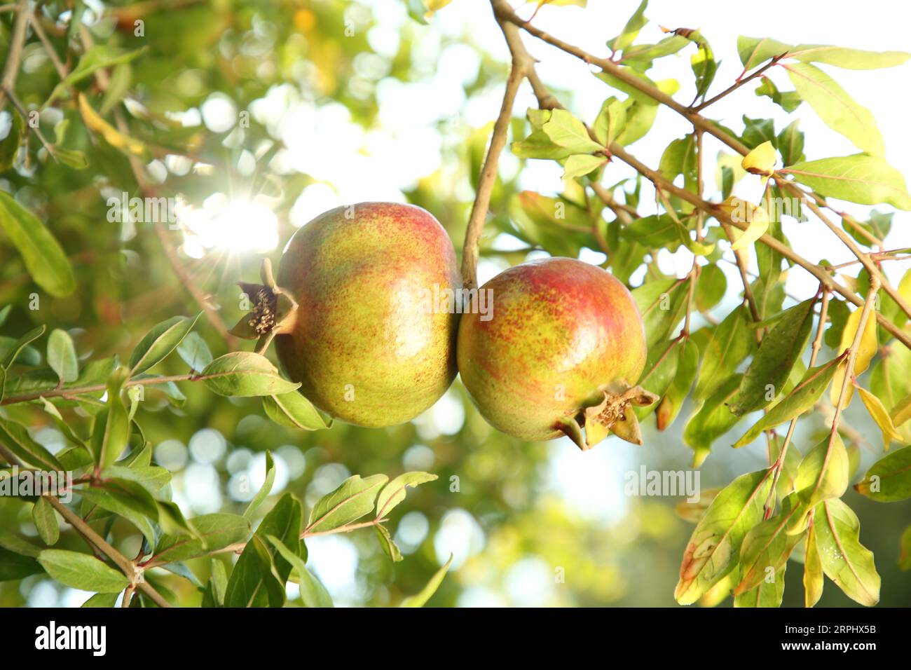 Green pomegranates growing on hi-res stock photography and images - Alamy