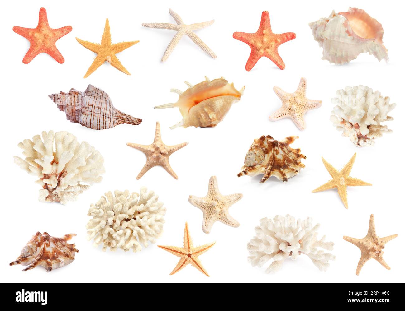 Shells corals on tropical hi-res stock photography and images - Alamy