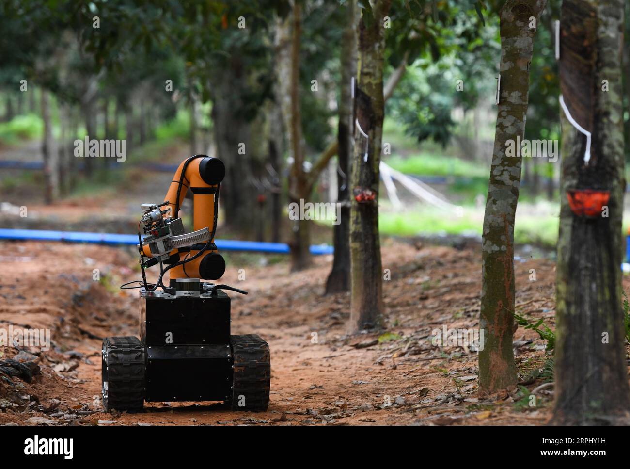 191119 -- HAIKOU, Nov. 19, 2019 -- An autonomous rubber-tapping robot moves at a rubber ...