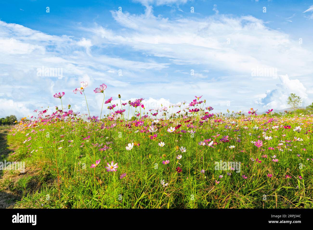 Cosmos field with blue sky background, Thailand Stock Photo - Alamy