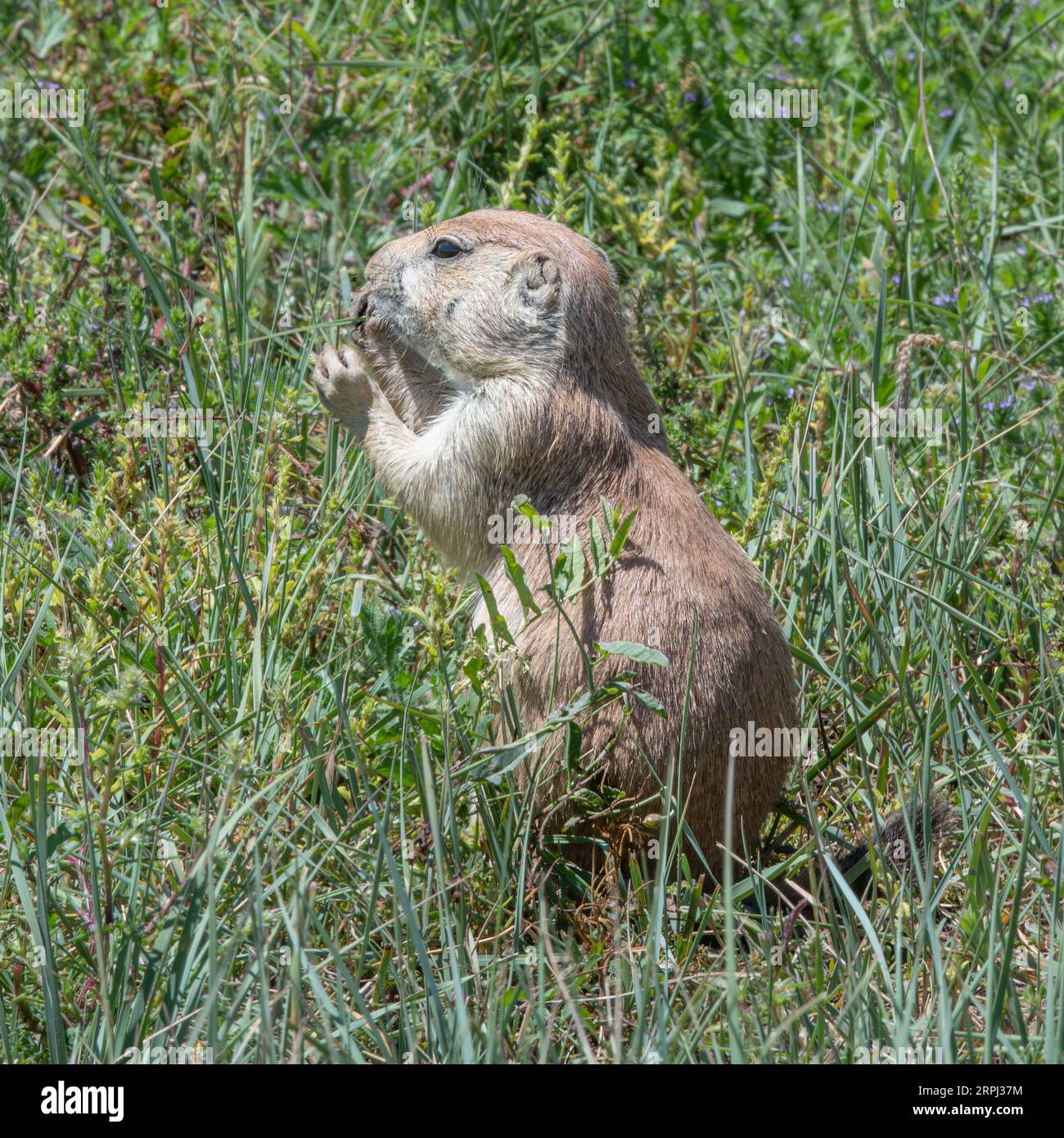 Blacktail prairie dog on alert hi-res stock photography and images - Alamy