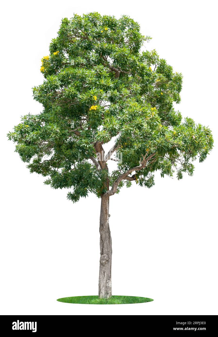 Tree isolated on white background, Green leaf foliage, Tropical trees ...