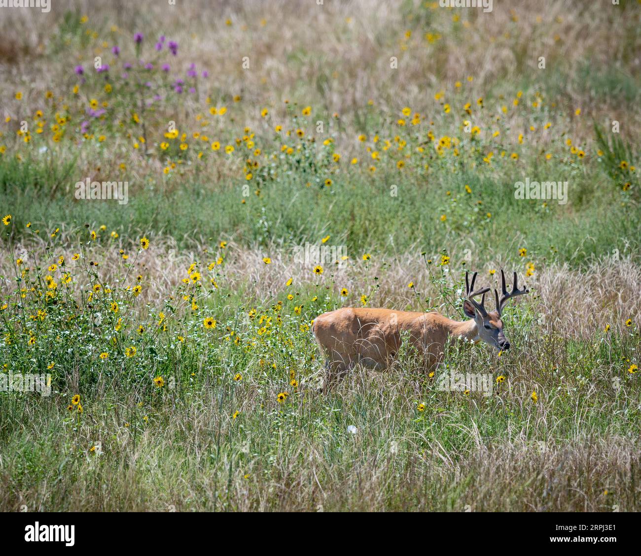 mule deer buck male Odocoileus hemionus grazing / looking Colorado ...