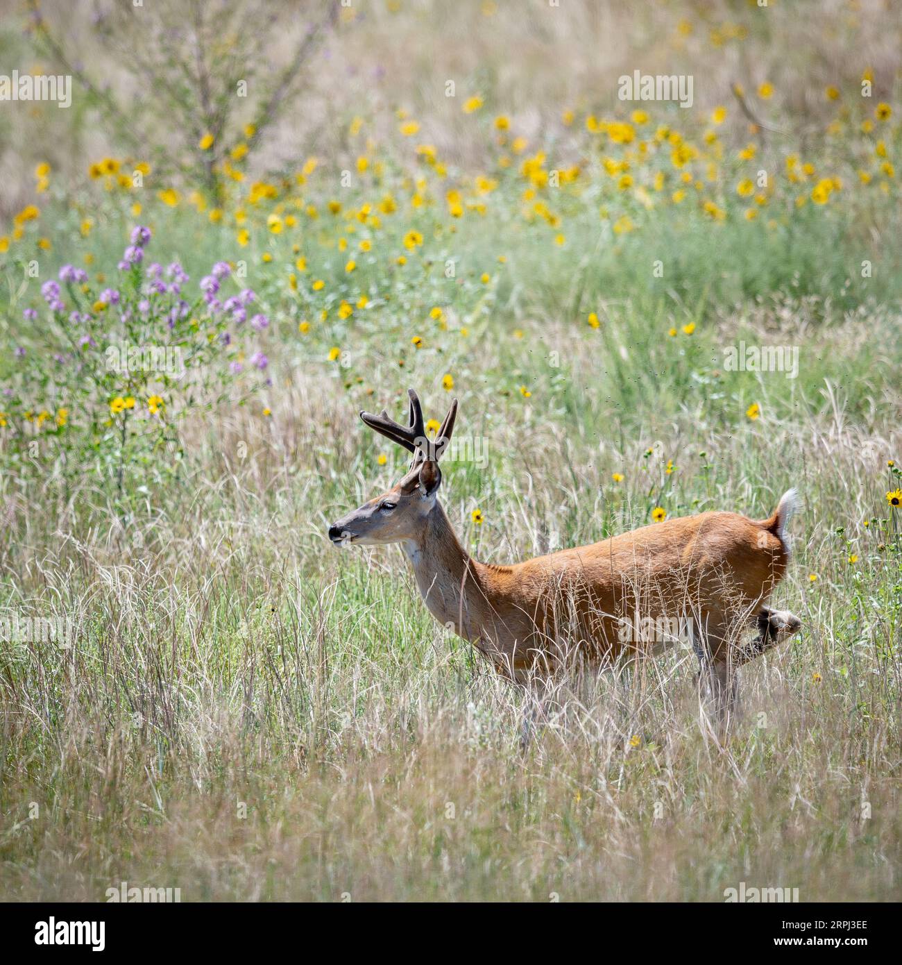 mule deer buck male Odocoileus hemionus grazing / looking Colorado ...