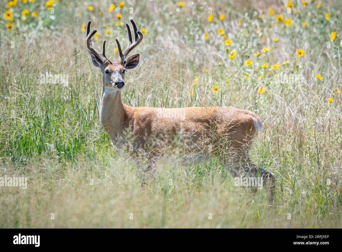 mule deer buck male Odocoileus hemionus grazing / looking Colorado ...