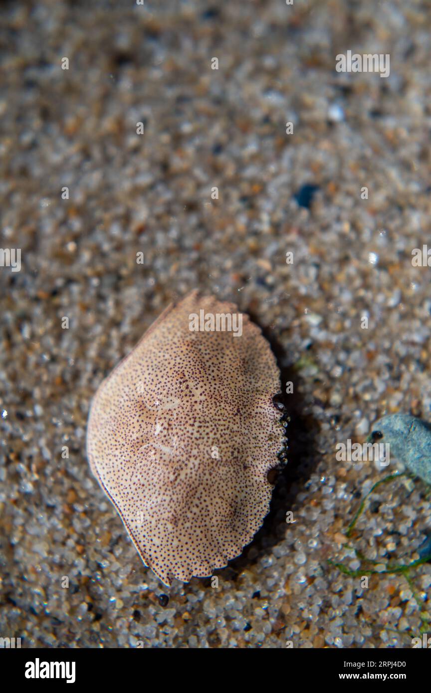 Crab shell texture hi-res stock photography and images - Alamy