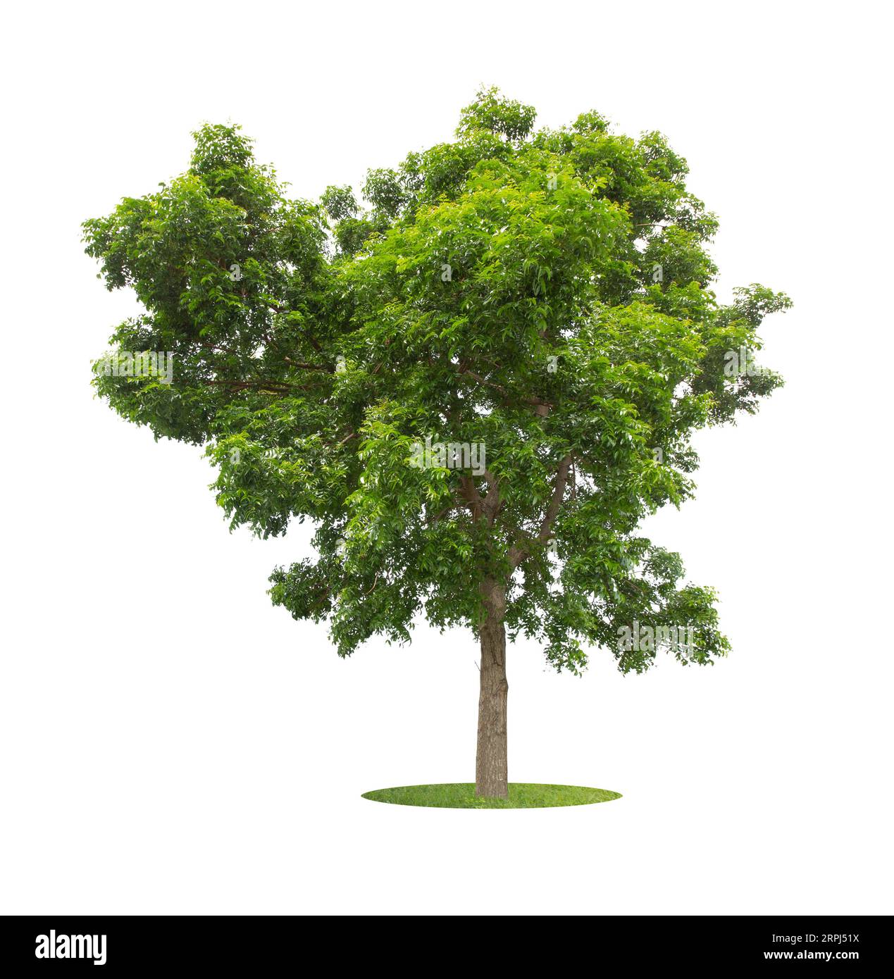 Tree isolated on white background high resolution for graphic ...