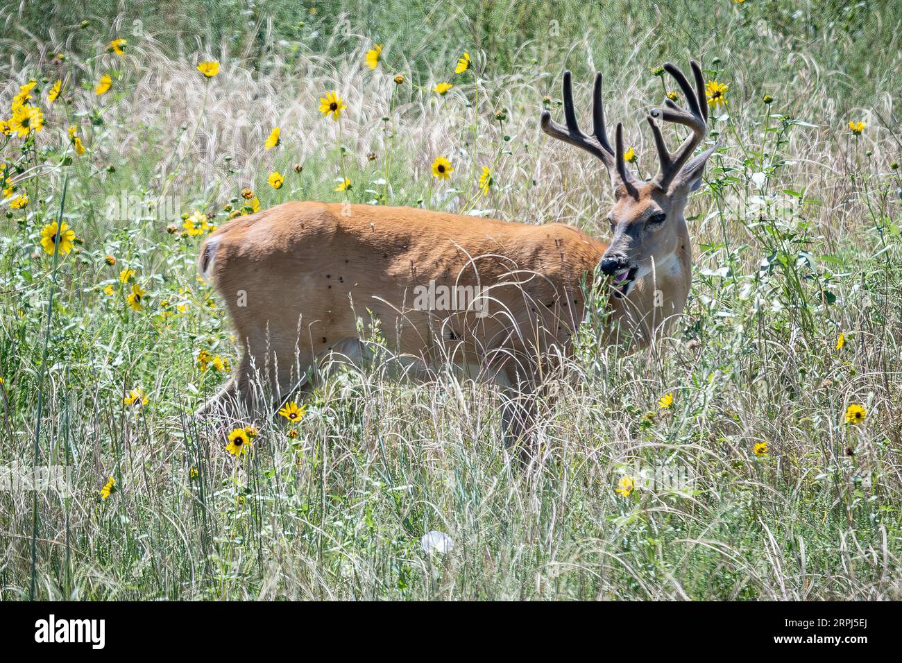 Male odocoileus hemionus grazing hi-res stock photography and images ...