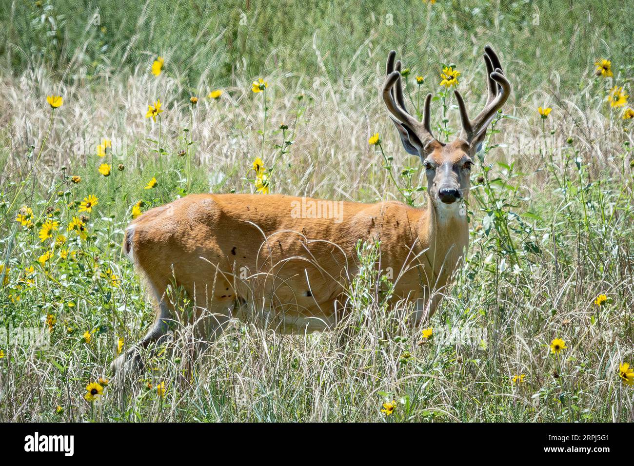 mule deer buck male Odocoileus hemionus grazing / looking Colorado ...