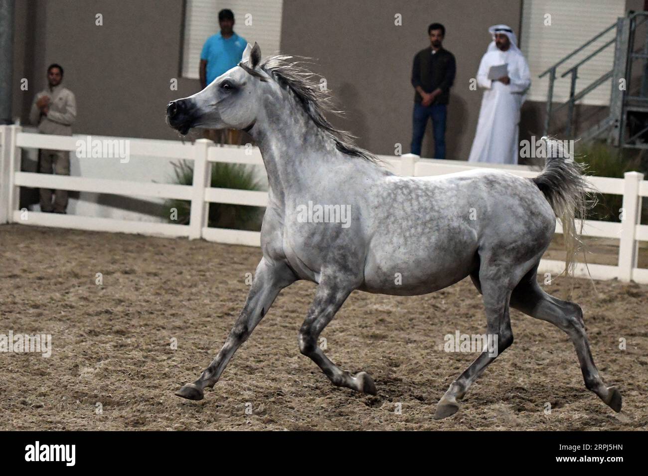 Purebred arabian horse hi-res stock photography and images - Alamy