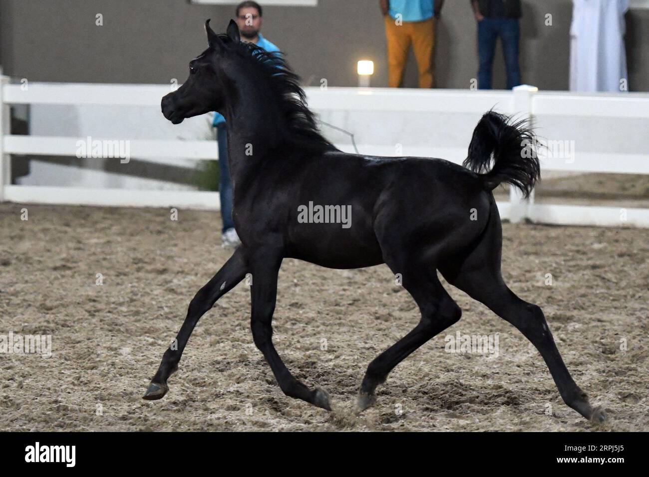 Purebred arabian horse hi-res stock photography and images - Alamy