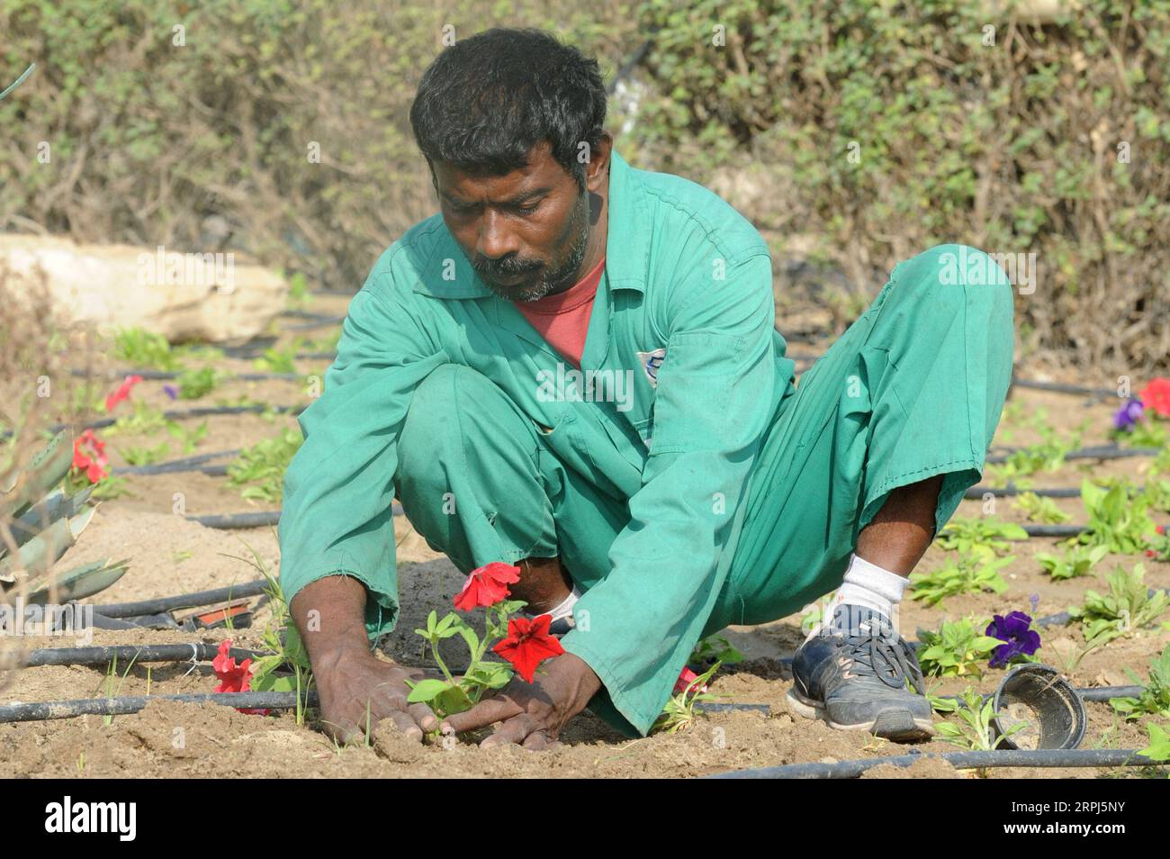 191128 -- KUWAIT CITY, Nov. 28, 2019 -- A worker plants flowers in a ...