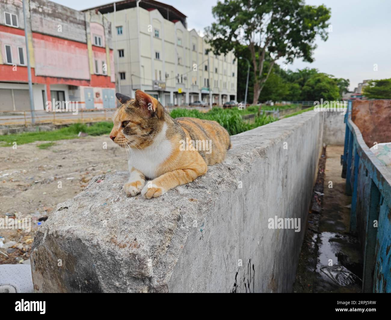 Portrait dirty stray feral cat hi-res stock photography and images - Alamy