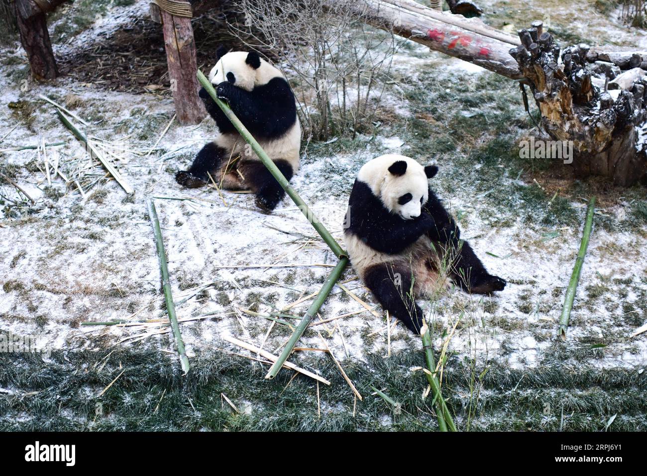 191129 -- XINING, Nov. 29, 2019 -- Two giant pandas eat bamboo during a ...