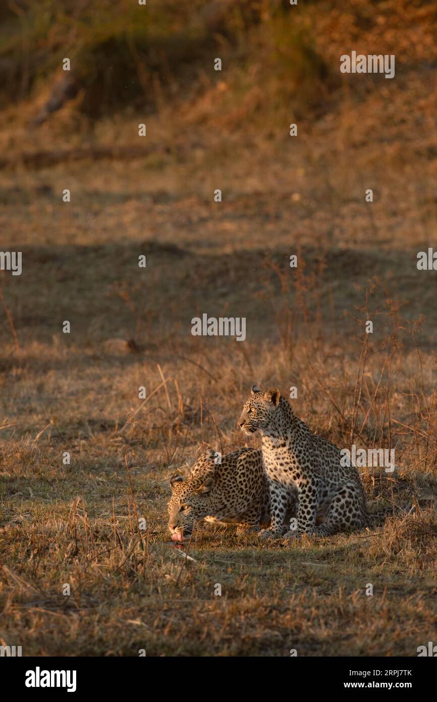 A Leopard mother drinks from a small arm of the Okavango Delta in warm ...