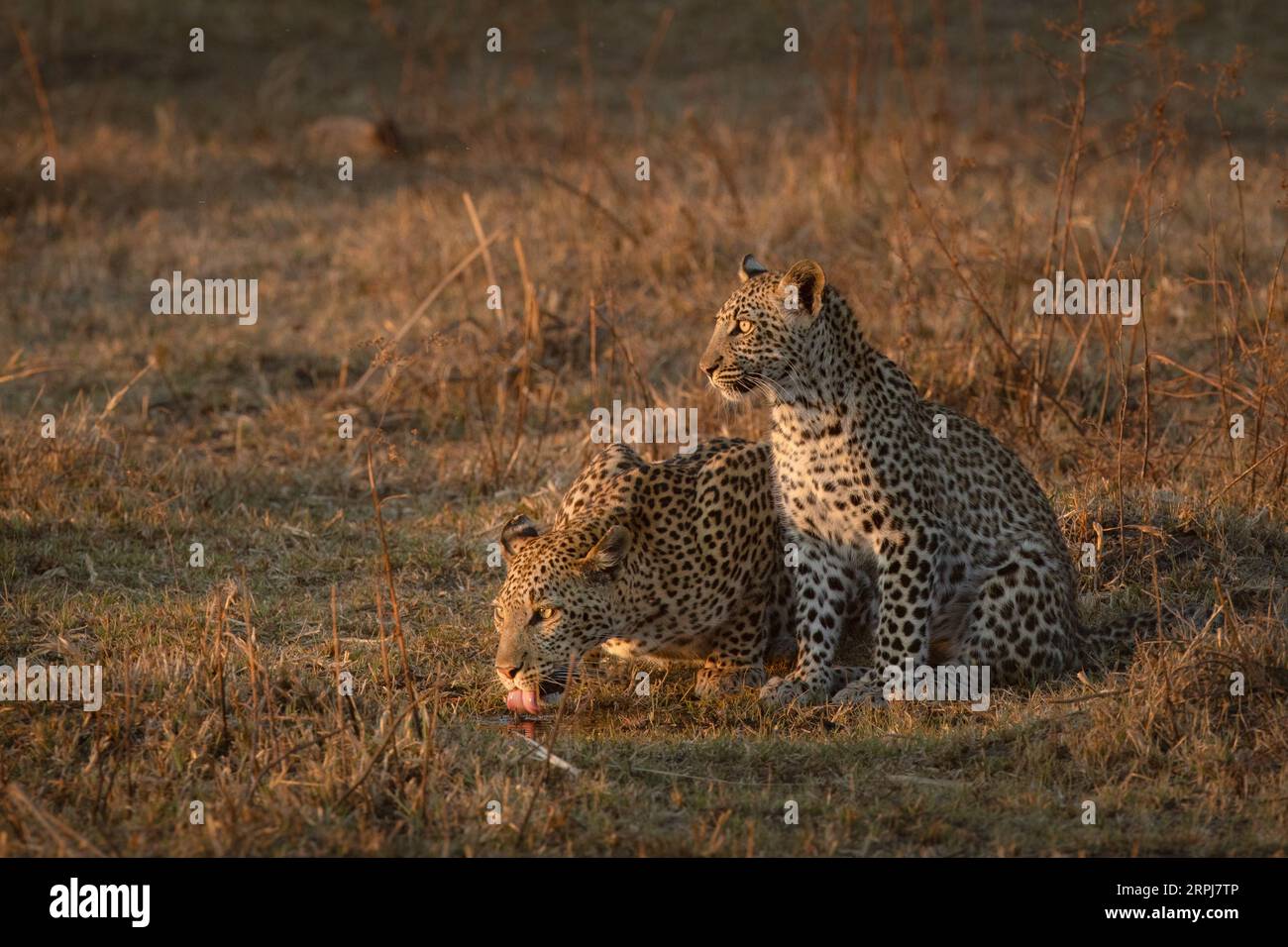 A Leopard mother drinks from a small arm of the Okavango Delta in warm ...