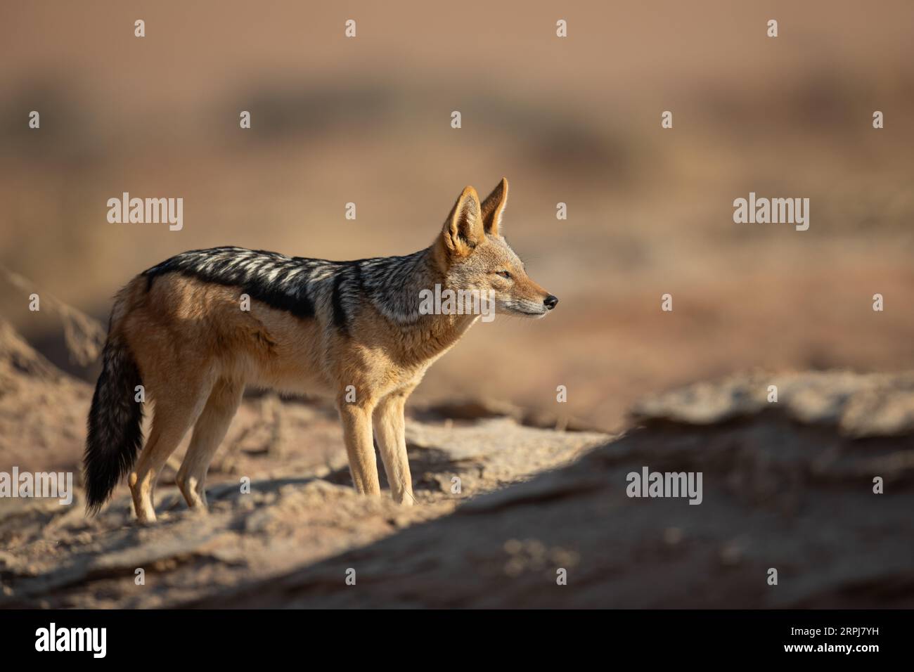 A black back jackal is pictured roaming a sandy area in Namibia Stock ...