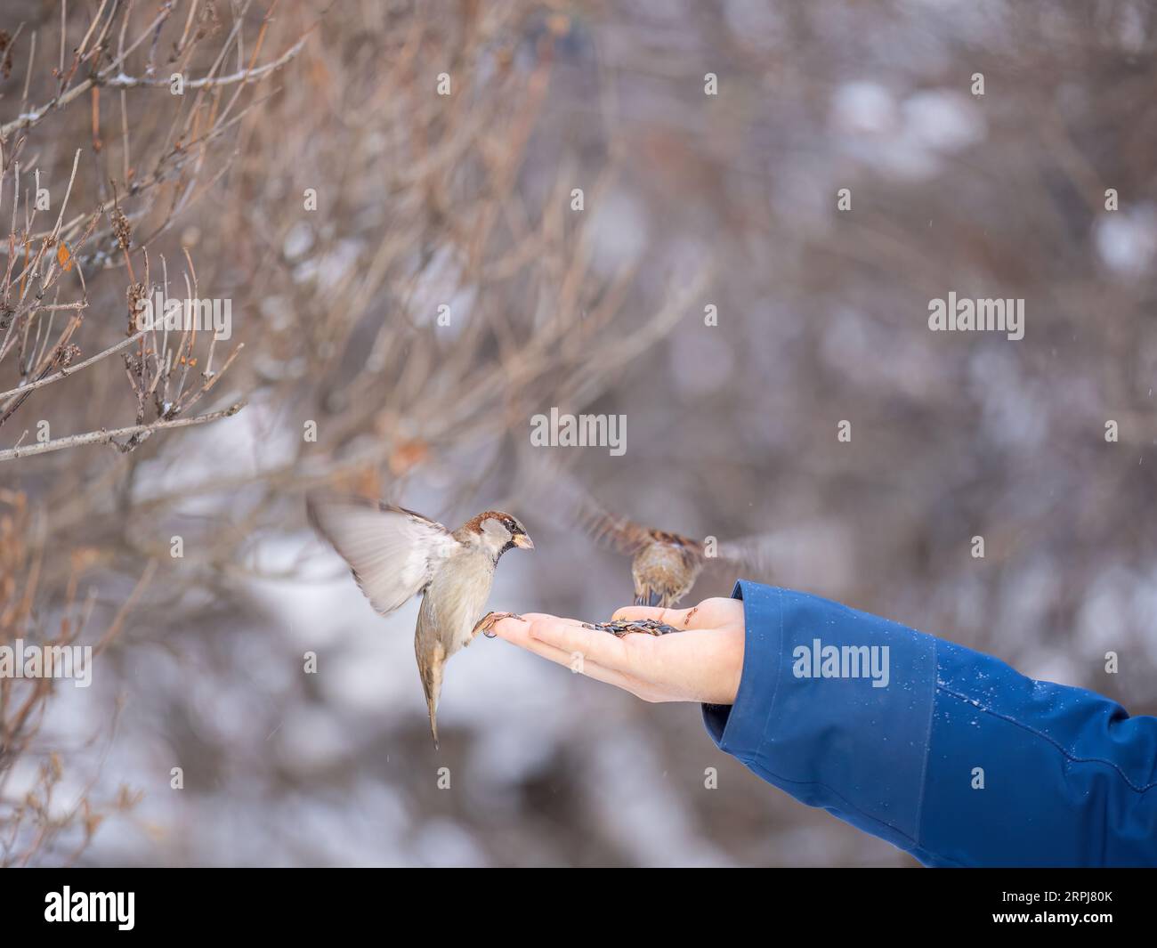 Sparrow eats seeds from a man's hand. A Sparrow bird sitting on the ...