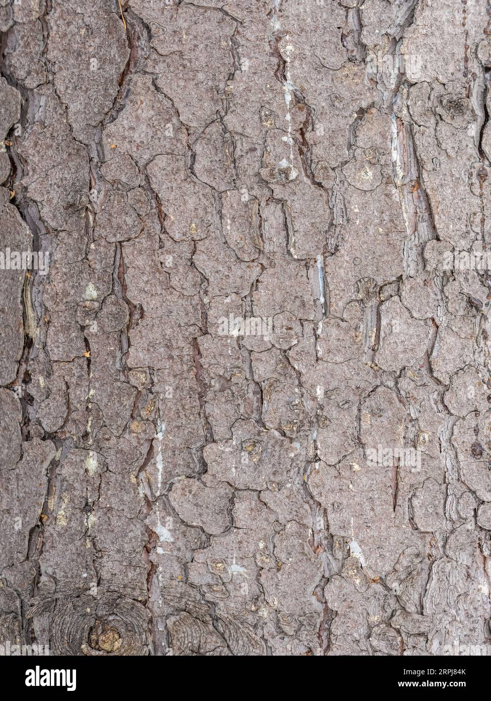 Bark texture and background of a old fir tree trunk. Detailed bark ...