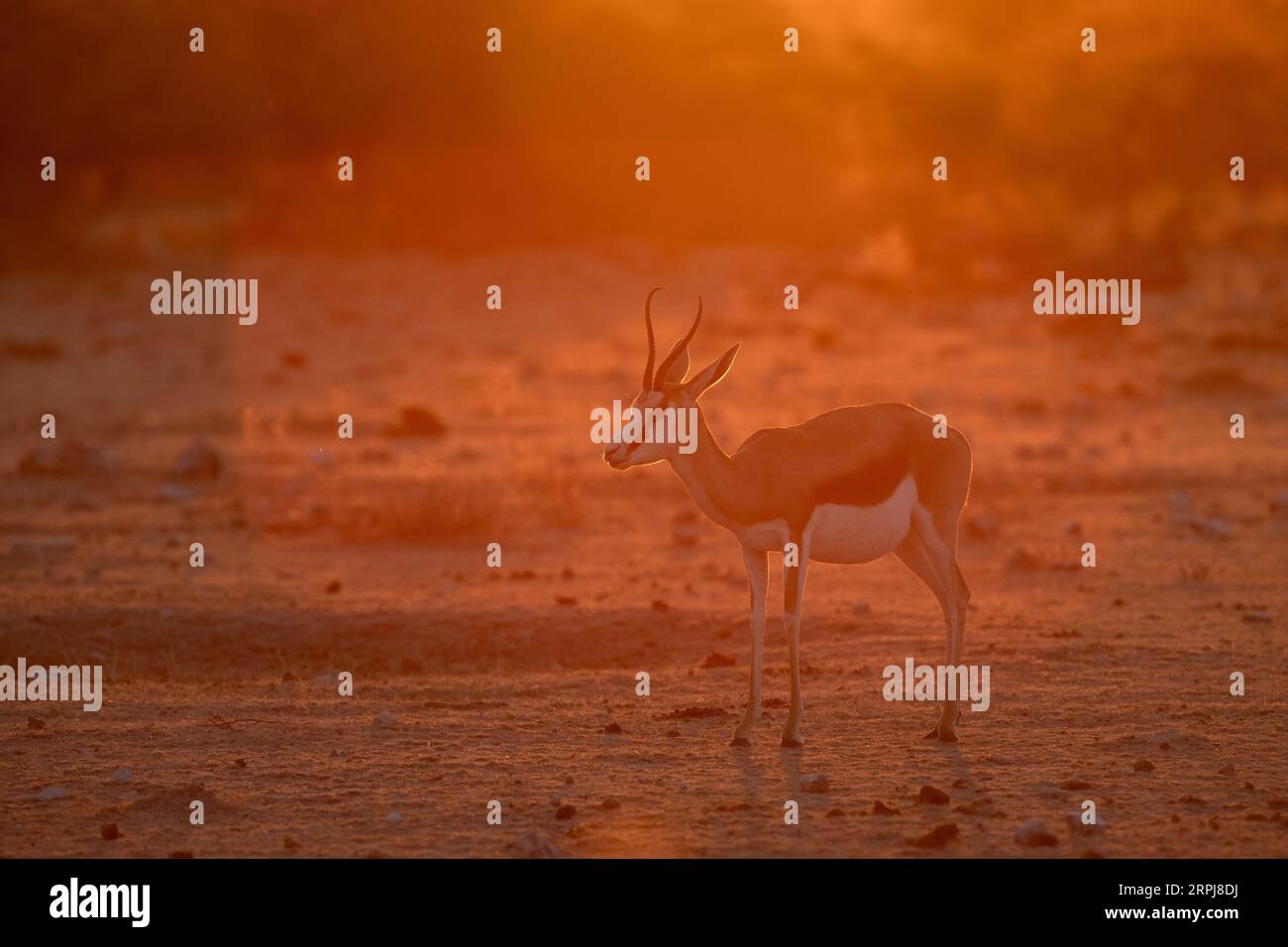Springbok walk through the golden afternoon light in Namibia's largest ...