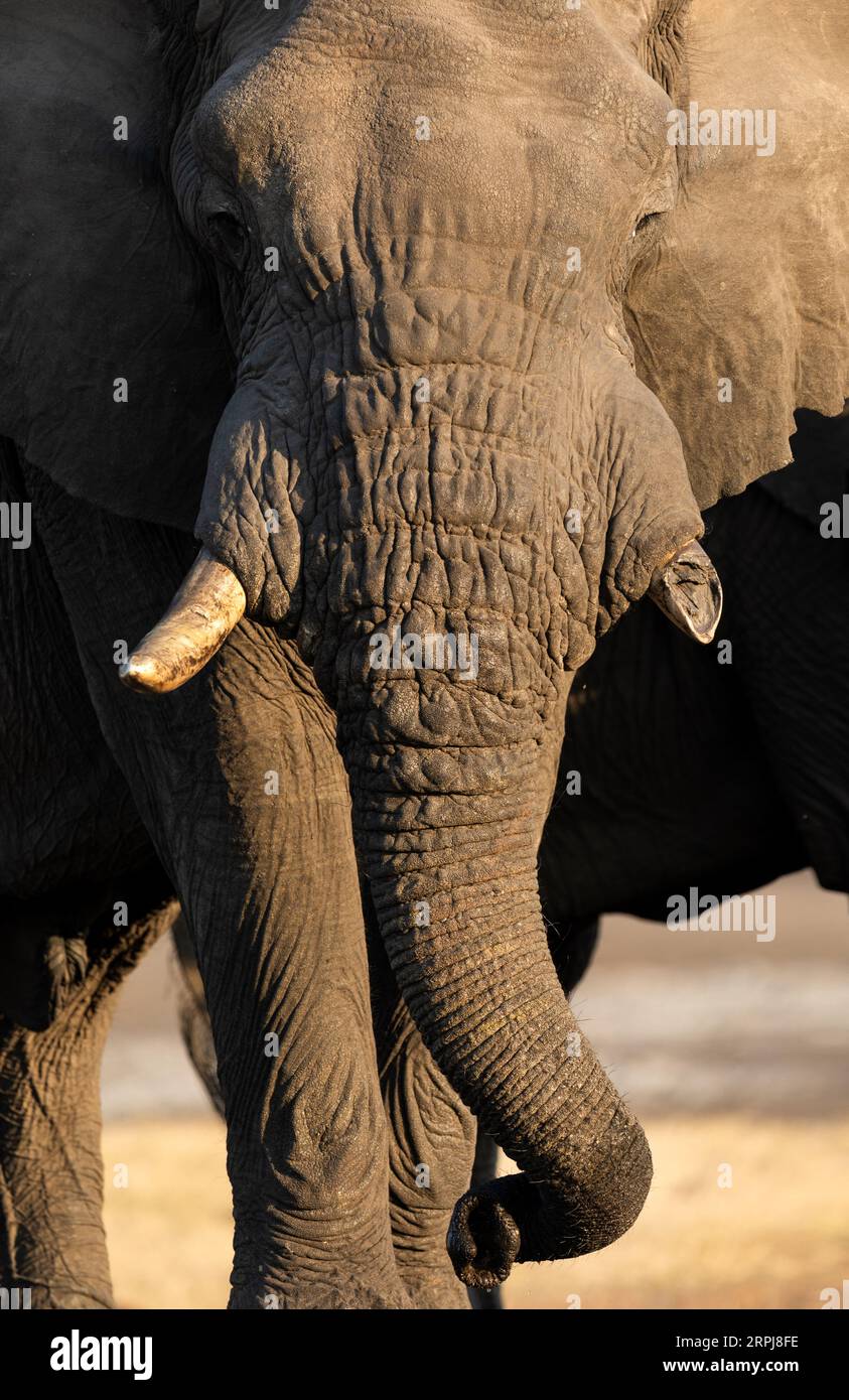 Close up face bull elephant hi-res stock photography and images - Alamy