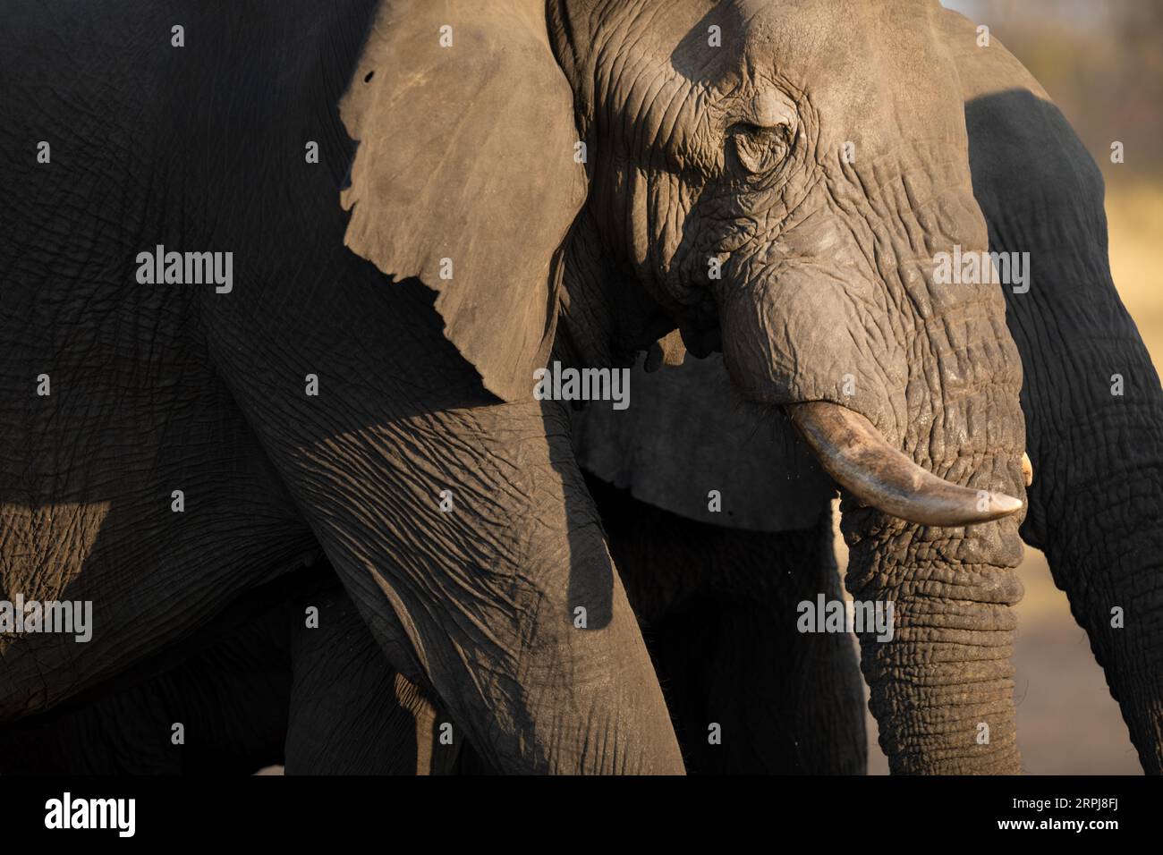 A close up of a large African Elephant bull in beautiful afternoon ...