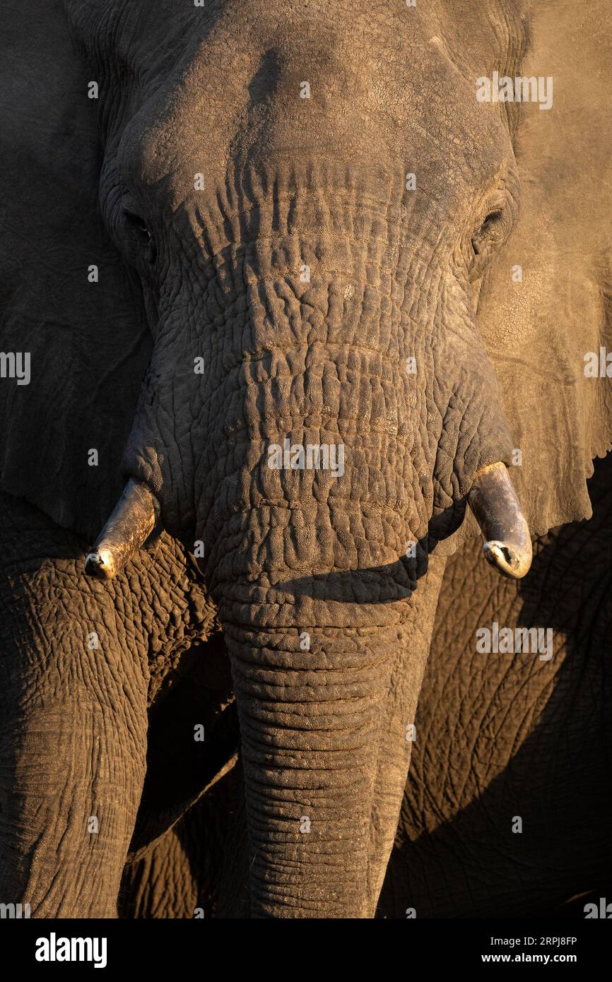 A close up of a large African Elephant bull in beautiful afternoon ...