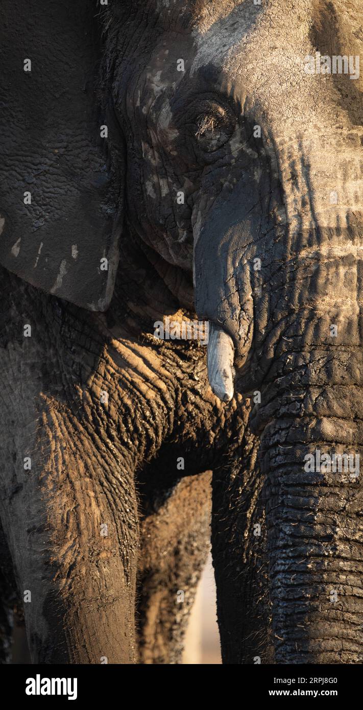 A close up of a large African Elephant bull in beautiful afternoon ...