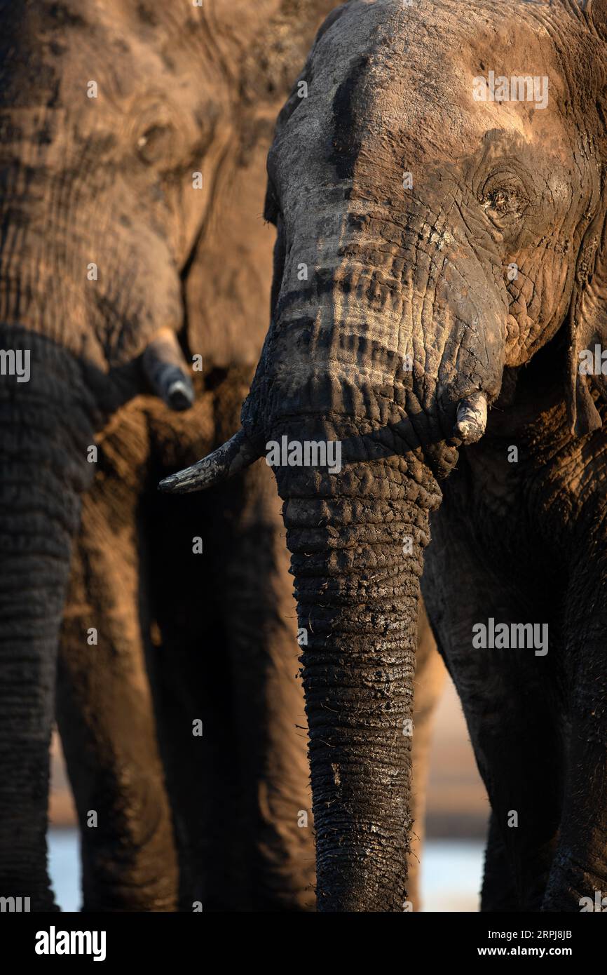 A close up of a large African Elephant bull in beautiful afternoon ...
