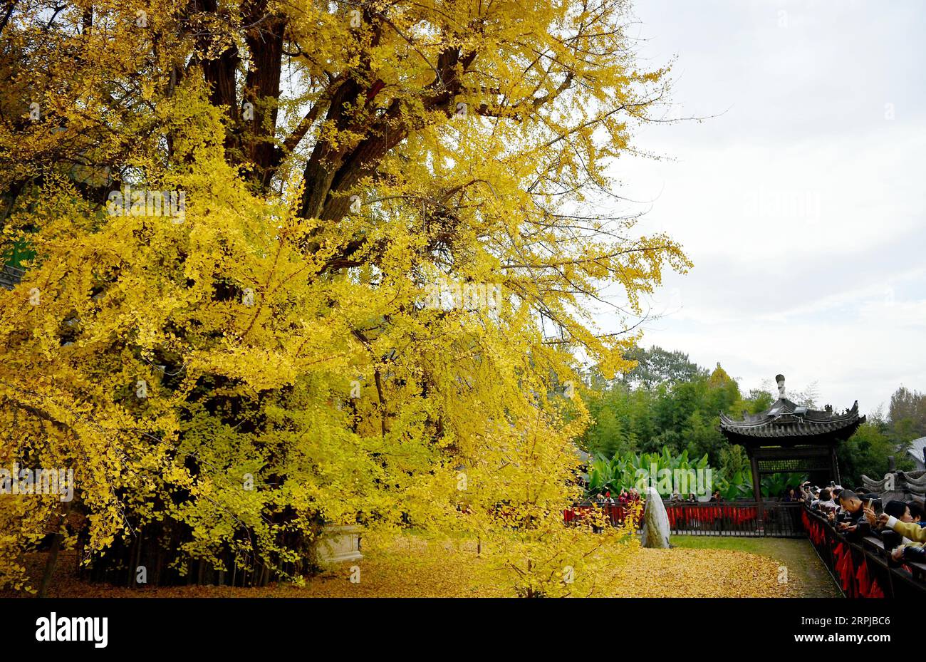 Ginkgo guanyin temple hi-res stock photography and images - Alamy