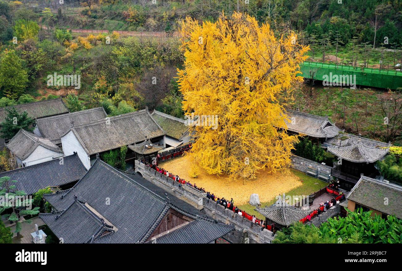 Ginkgo guanyin temple hi-res stock photography and images - Alamy