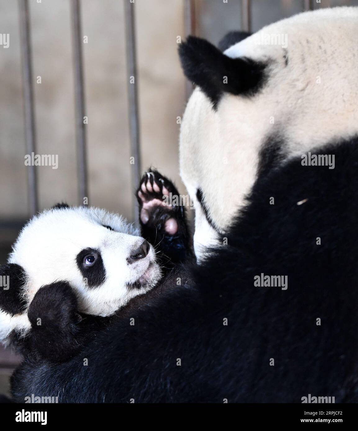 191205 -- XI AN, Dec. 5, 2019 -- Giant panda Zhu Zhu holds her baby at ...