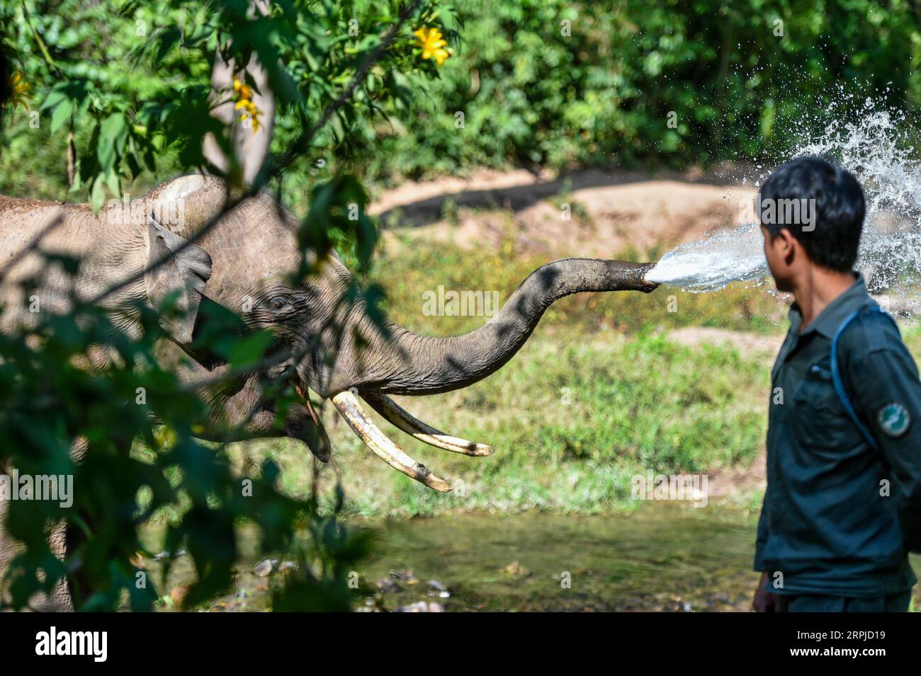 191205 -- XISHUANGBANNA, Dec. 5, 2019 -- An Asian elephant sprinkles ...