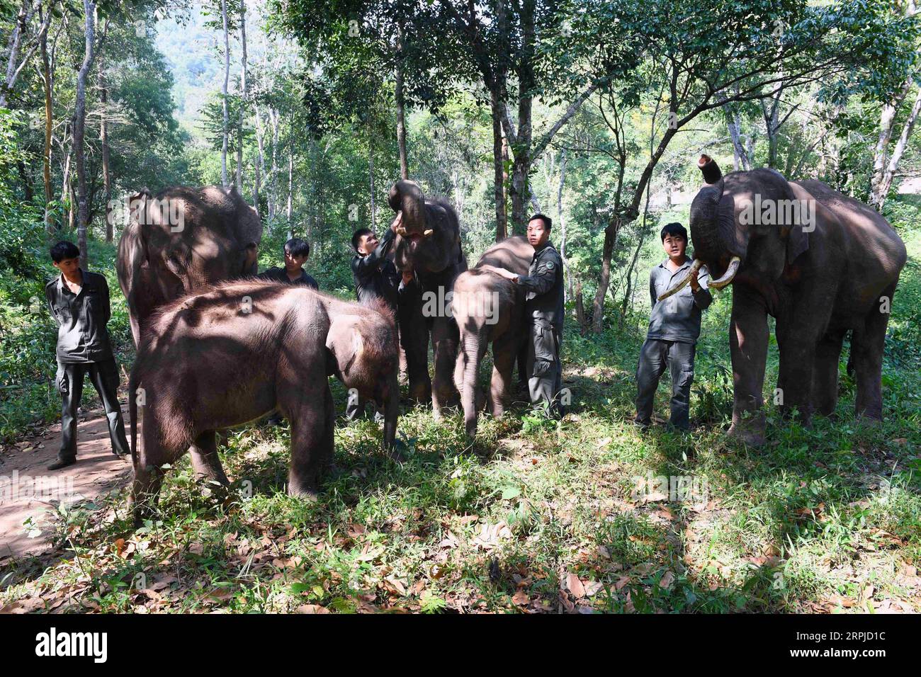 191205 -- XISHUANGBANNA, Dec. 5, 2019 -- Asian elephants and their ...