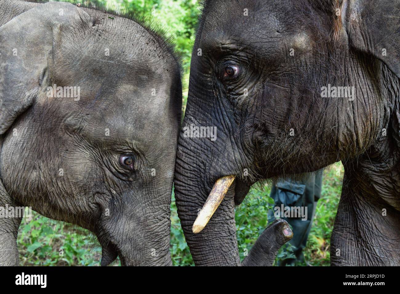 Rub trauma hi-res stock photography and images - Alamy