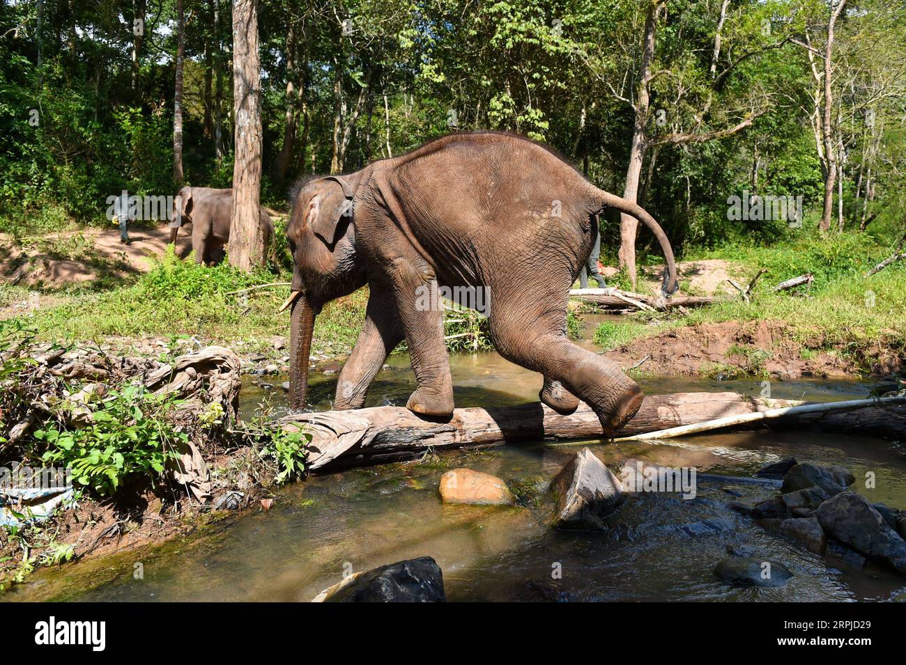 191205 -- XISHUANGBANNA, Dec. 5, 2019 -- Two Asian elephants follow ...
