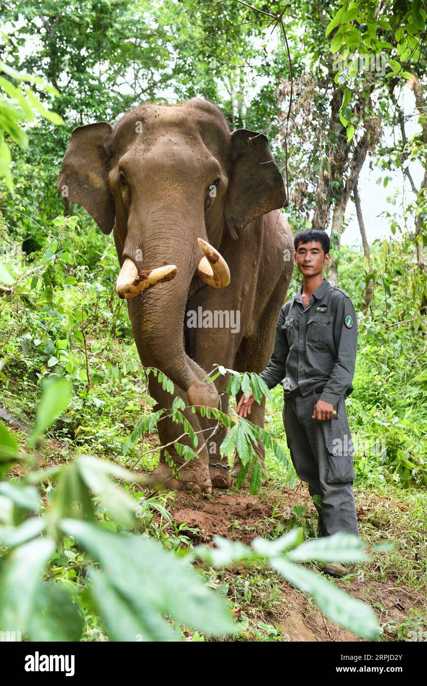 191205 -- XISHUANGBANNA, Dec. 5, 2019 -- Asian elephant Kun Liu and ...