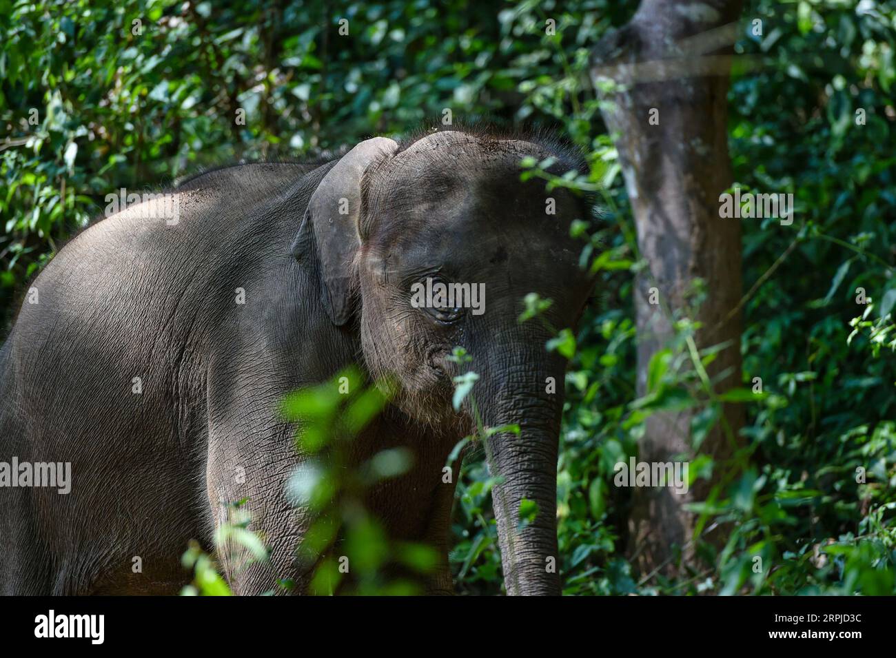 Elephant conservation efforts hi-res stock photography and images - Alamy