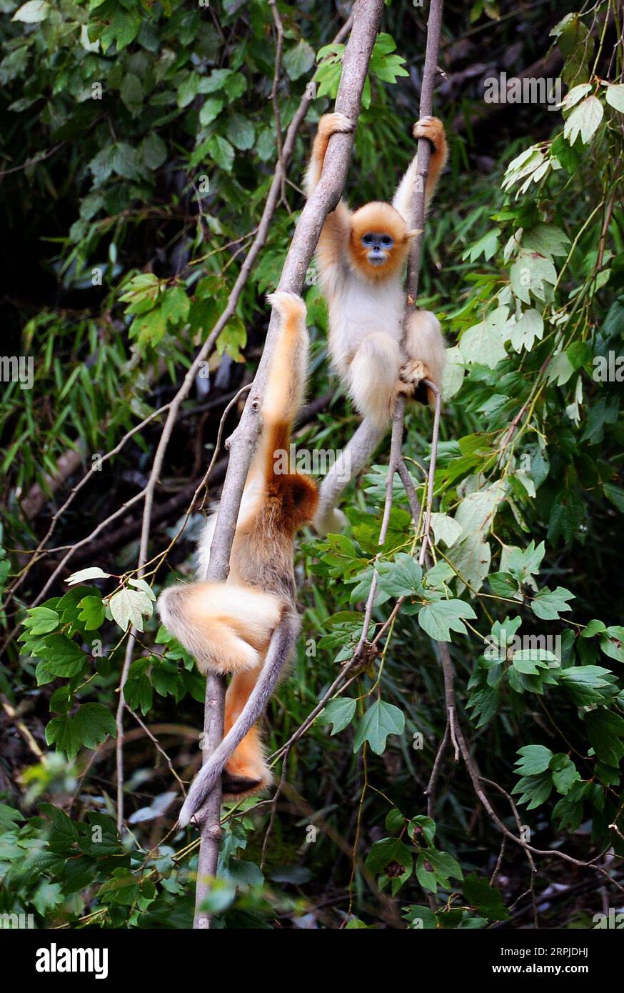 Animals that climb trees hi-res stock photography and images - Alamy