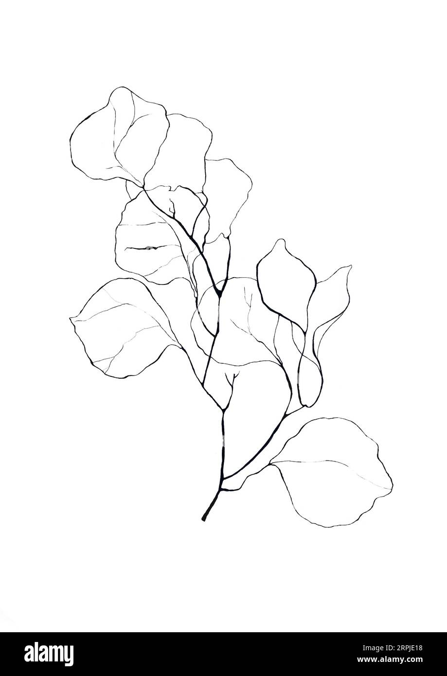 Eucalyptus twig outline isolated on white background Stock Photo - Alamy