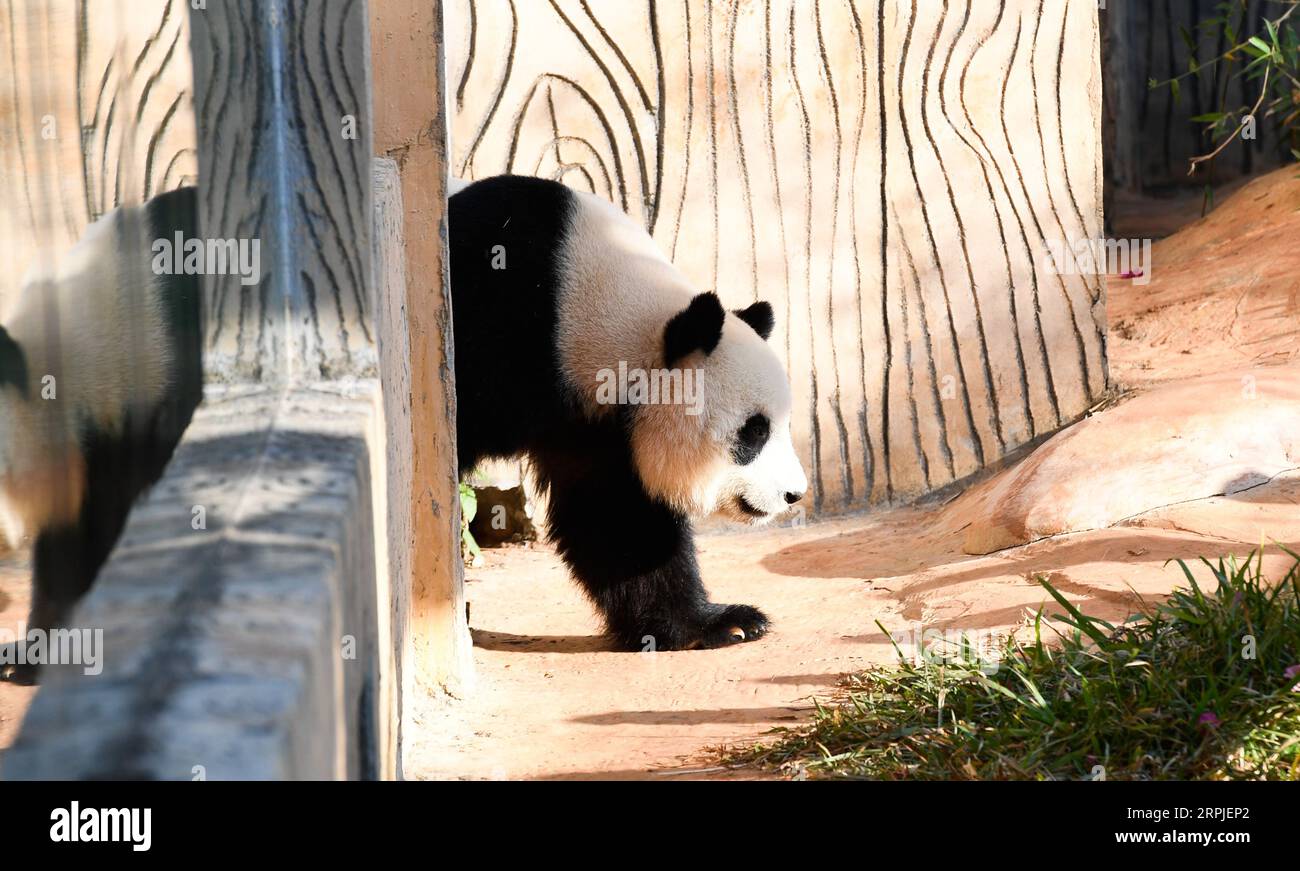 191207 -- HAIKOU, Dec. 7, 2019 -- Giant panda Gong Gong comes out from ...